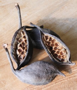 Robin Red Breast (seed pod) Mobile – Hey Bernice!